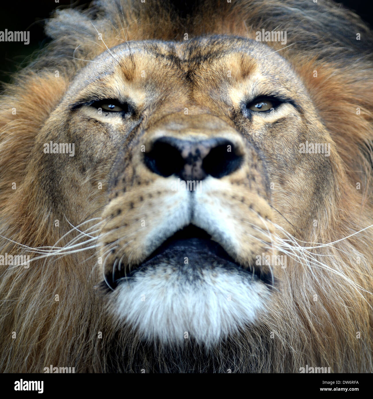 A close up shot of an African Lion Stock Photo - Alamy