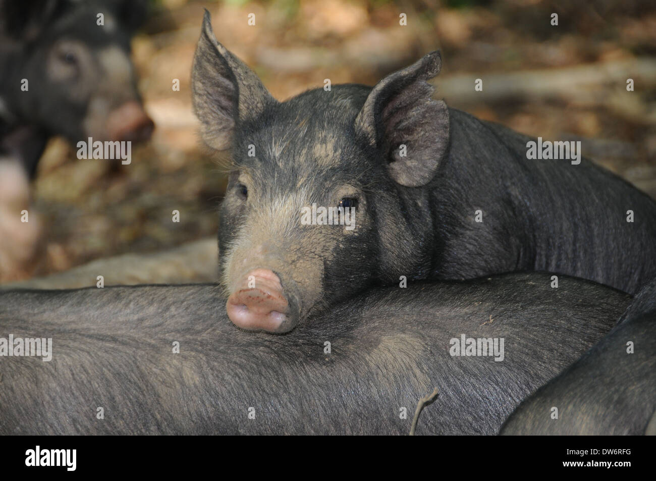 Piglet laying down hi-res stock photography and images - Alamy