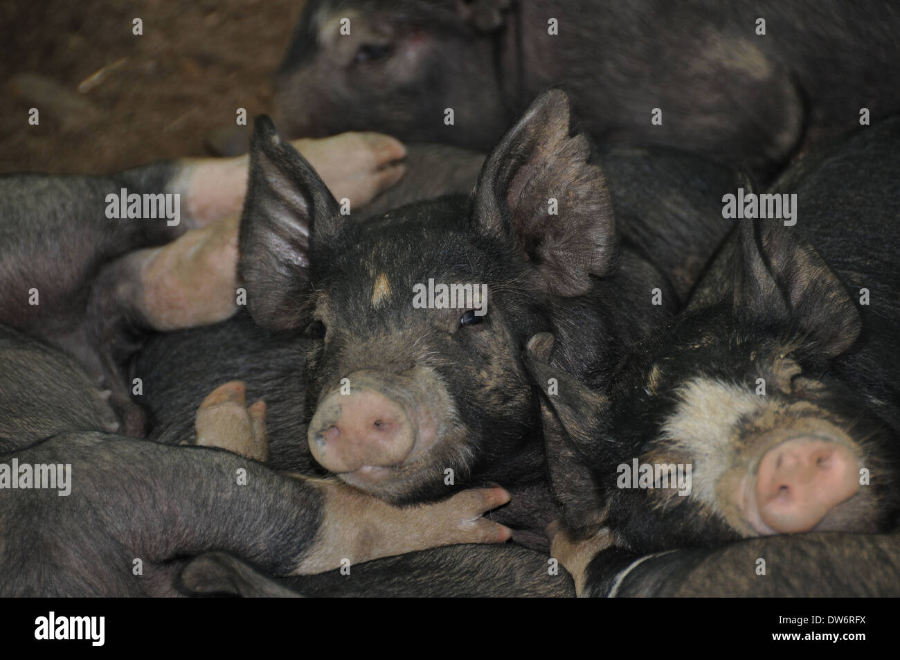 Pigs ears isolated hi-res stock photography and images - Alamy