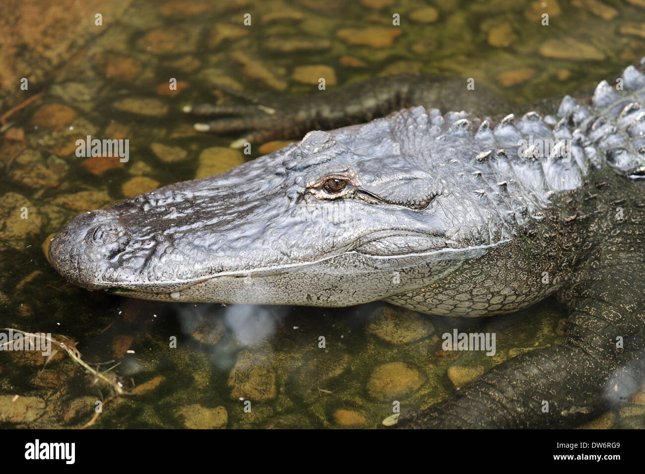 American alligator claws hi-res stock photography and images - Alamy