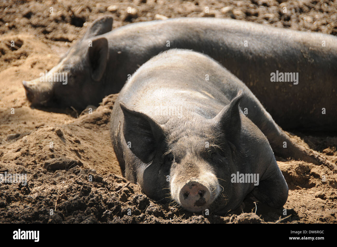 Pigs laying down hi-res stock photography and images - Alamy