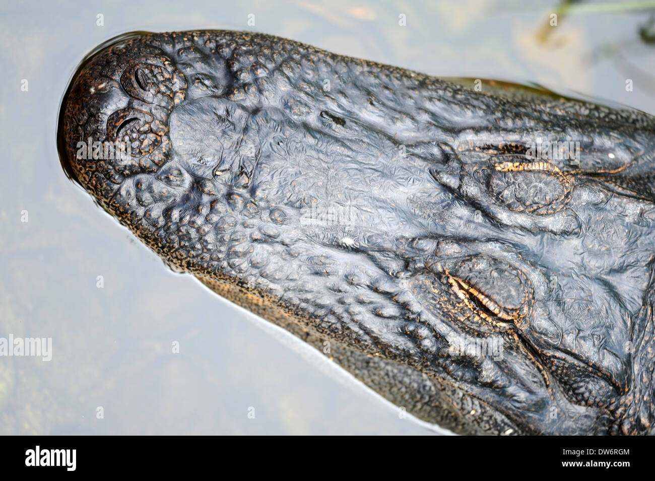 American alligator claws hi-res stock photography and images - Alamy