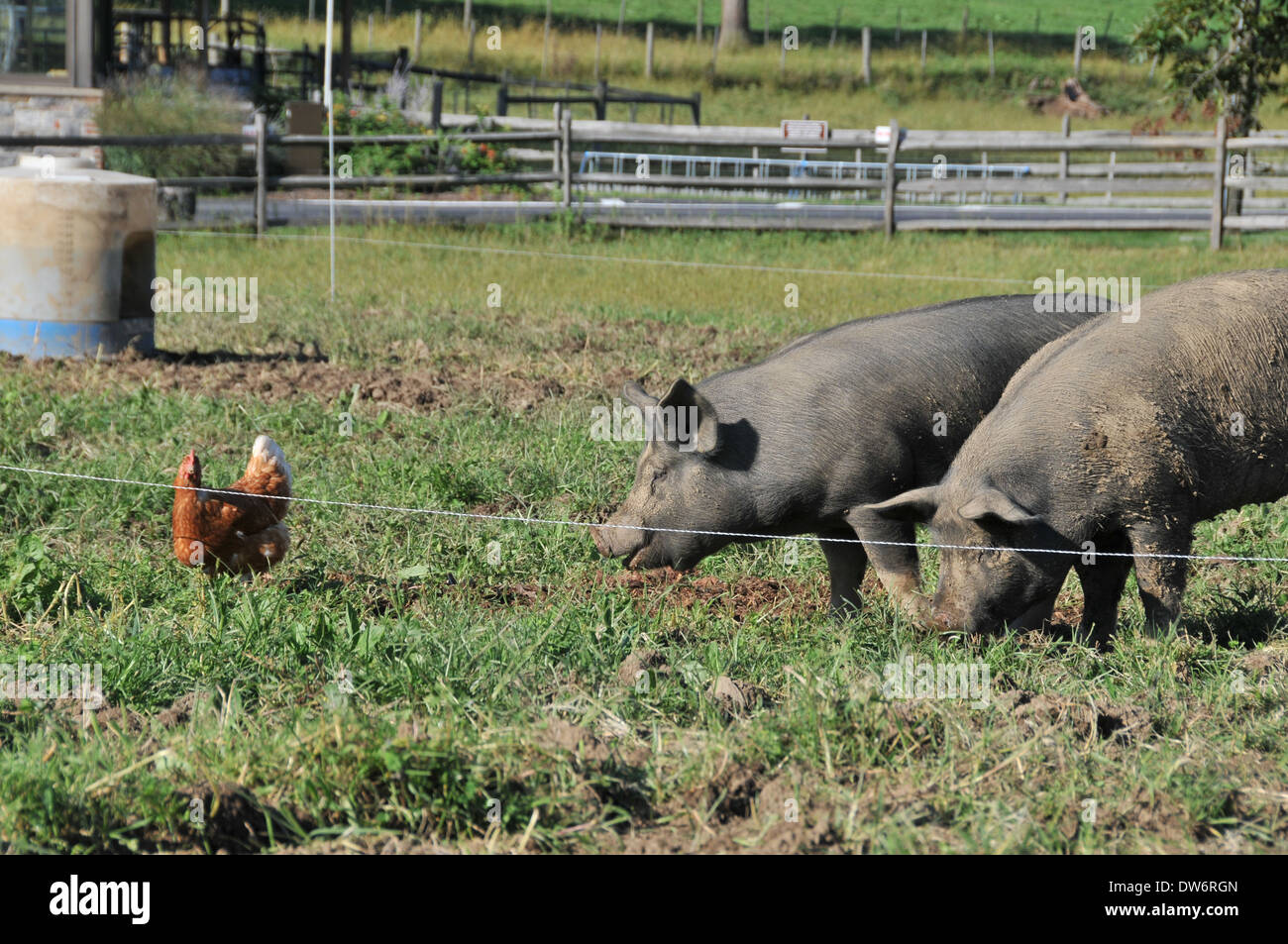 Piglet laying down hi-res stock photography and images - Alamy