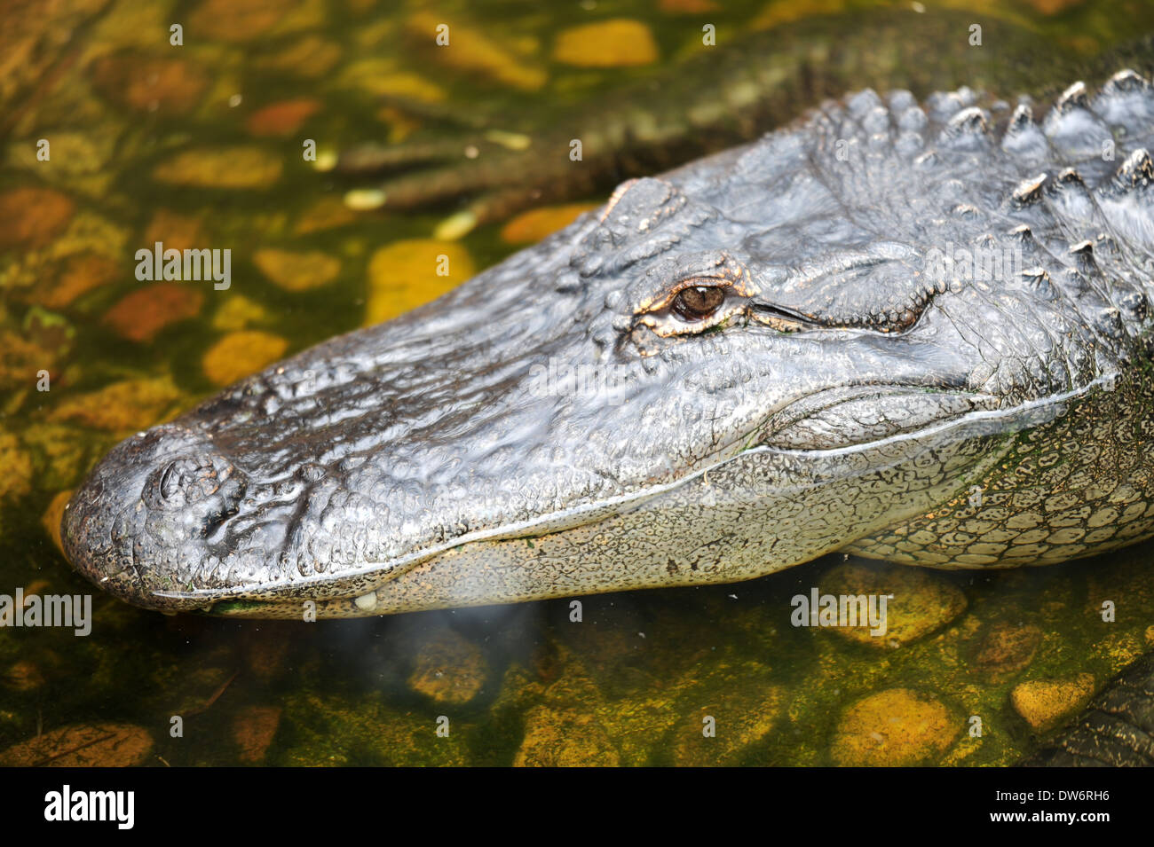 American alligator claws hi-res stock photography and images - Alamy