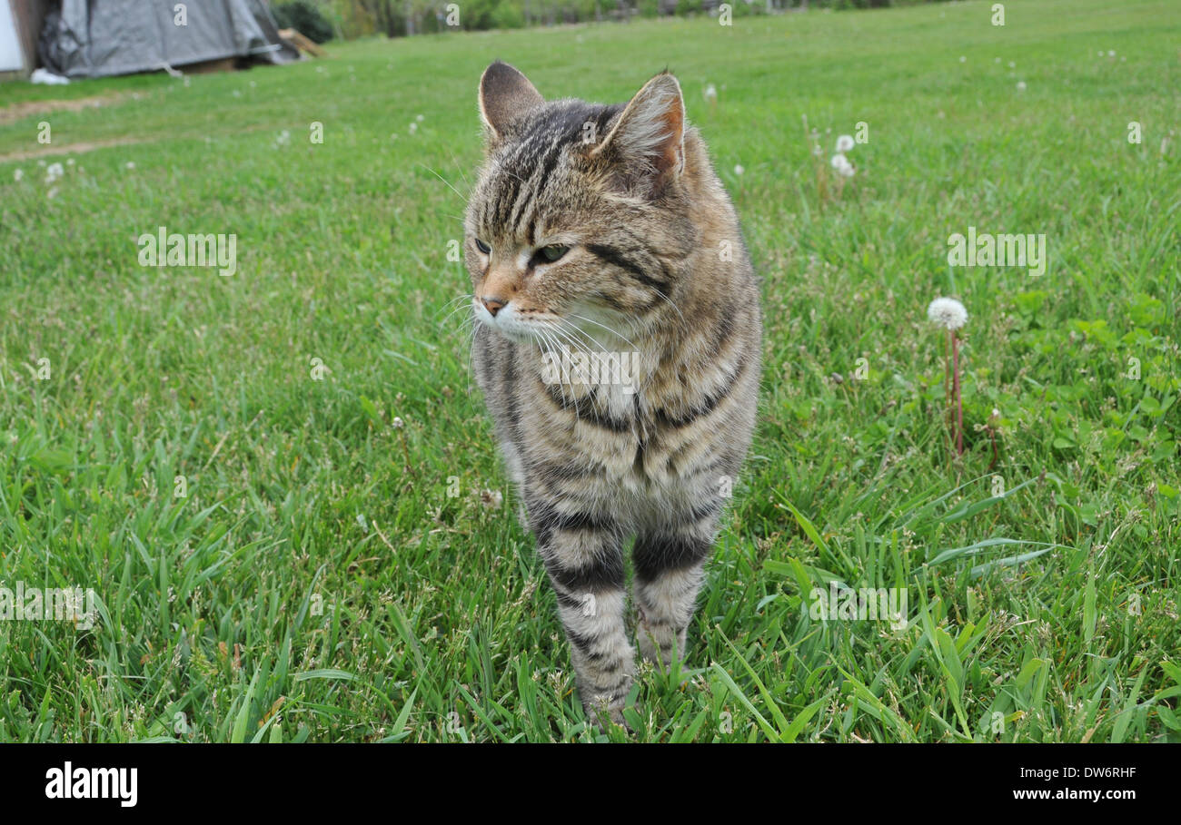 Barn Farm CAT Stock Photo - Alamy