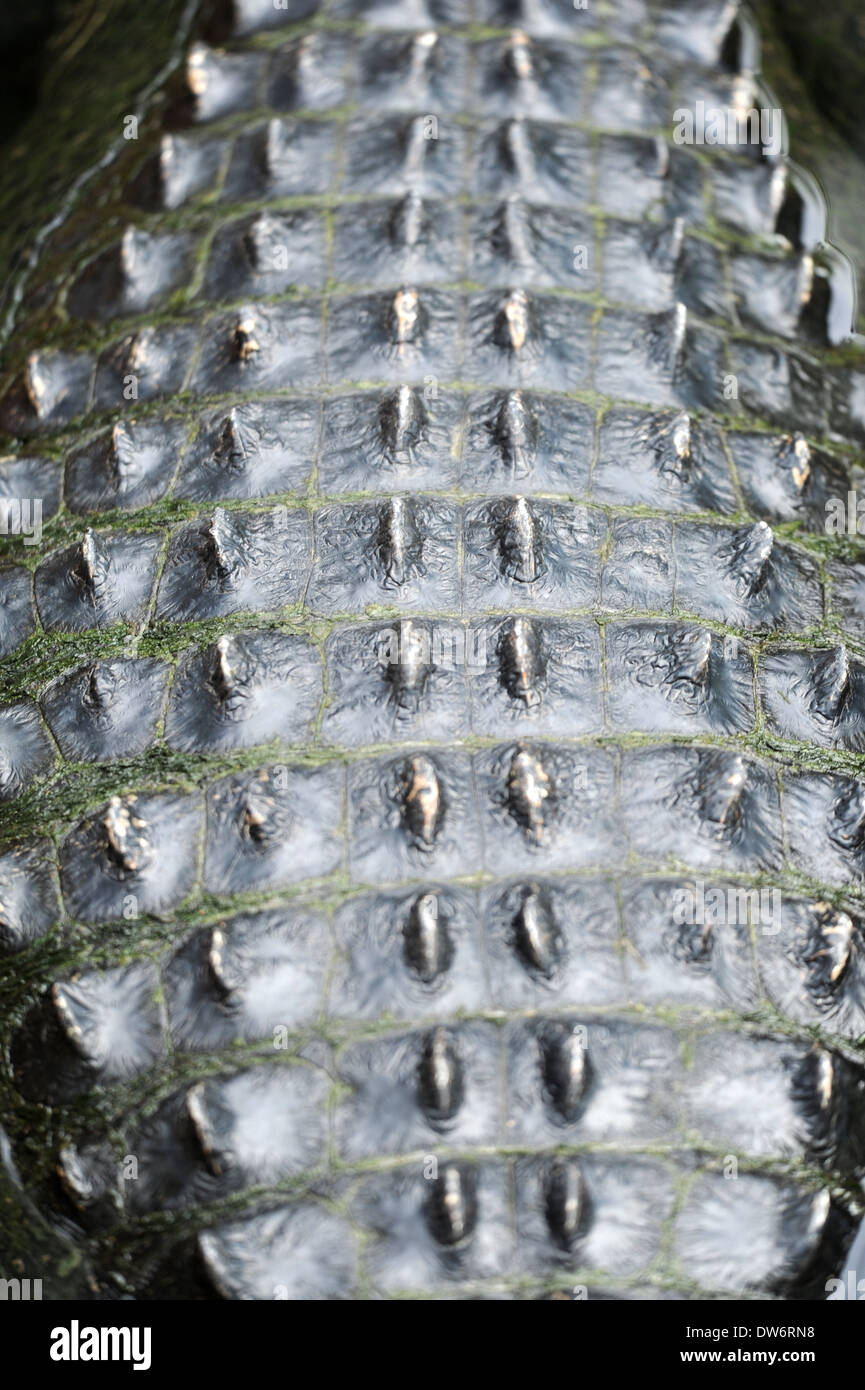 A close up shot of an American Alligator Stock Photo - Alamy