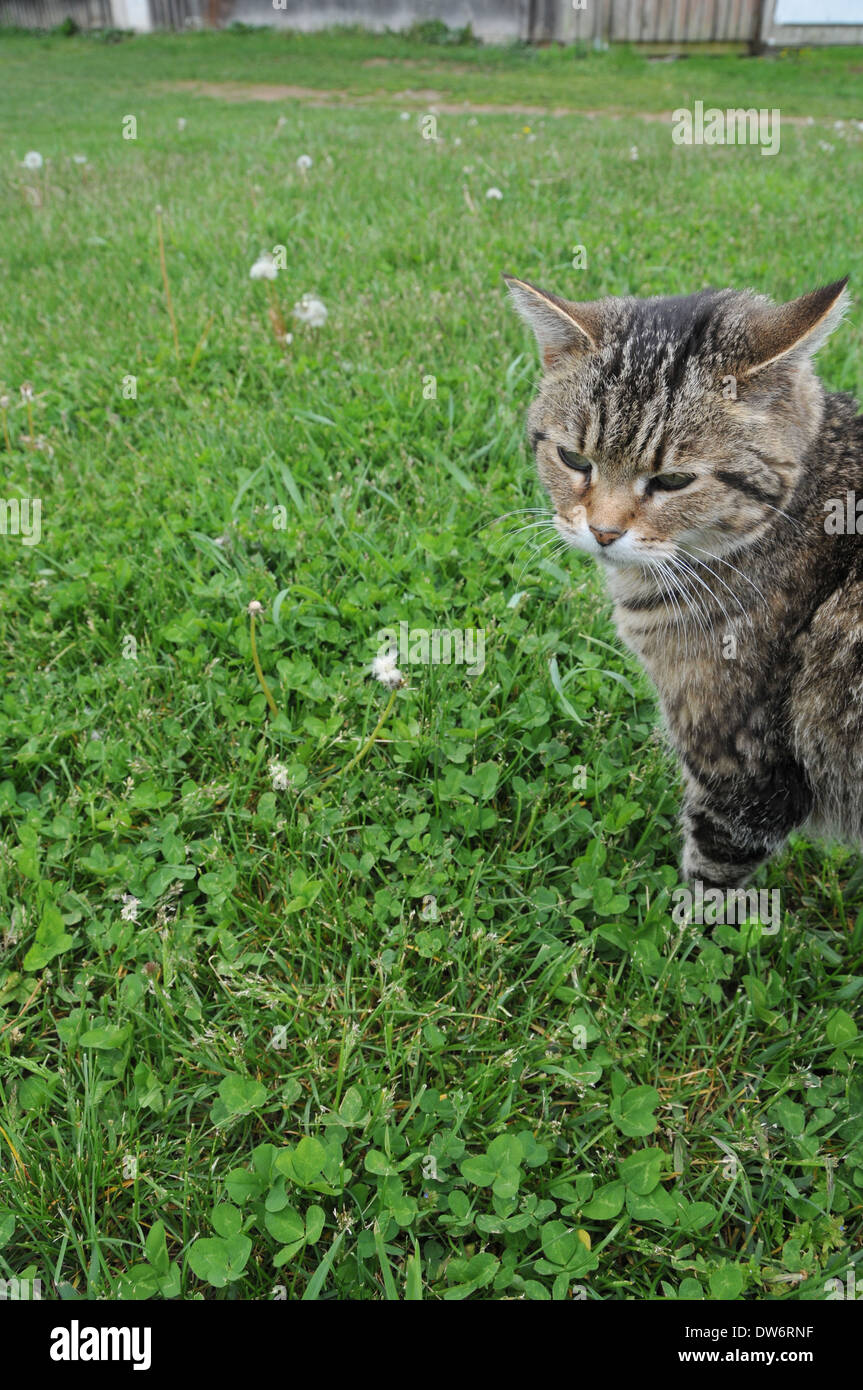 Barn Farm CAT Stock Photo - Alamy