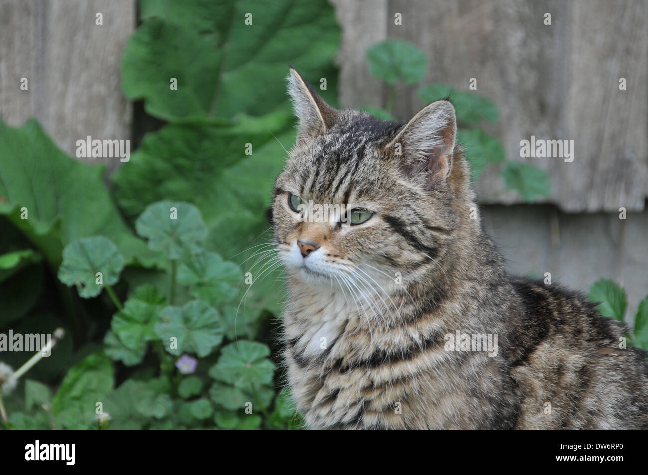 Barn Farm CAT Stock Photo - Alamy
