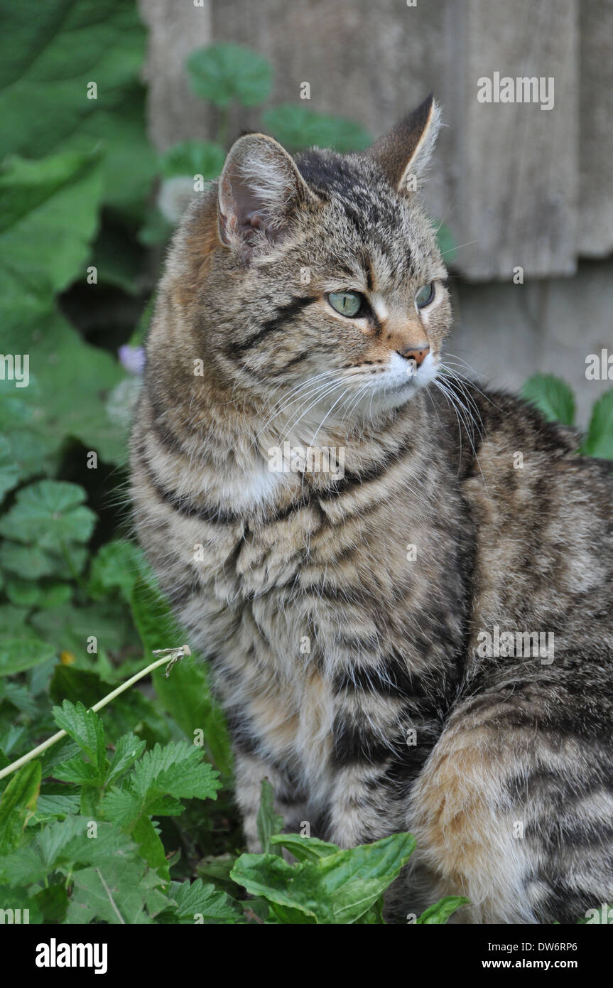 Barn Farm CAT Stock Photo - Alamy