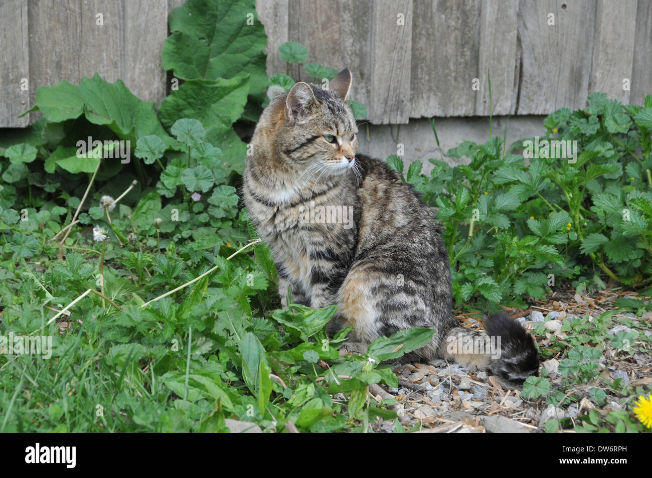 Barn Farm CAT Stock Photo - Alamy