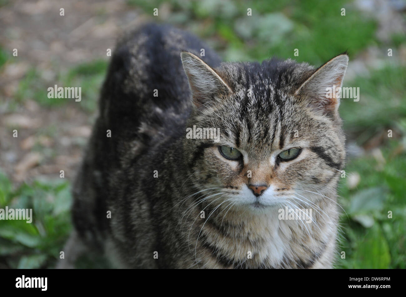 Barn Farm CAT Stock Photo - Alamy