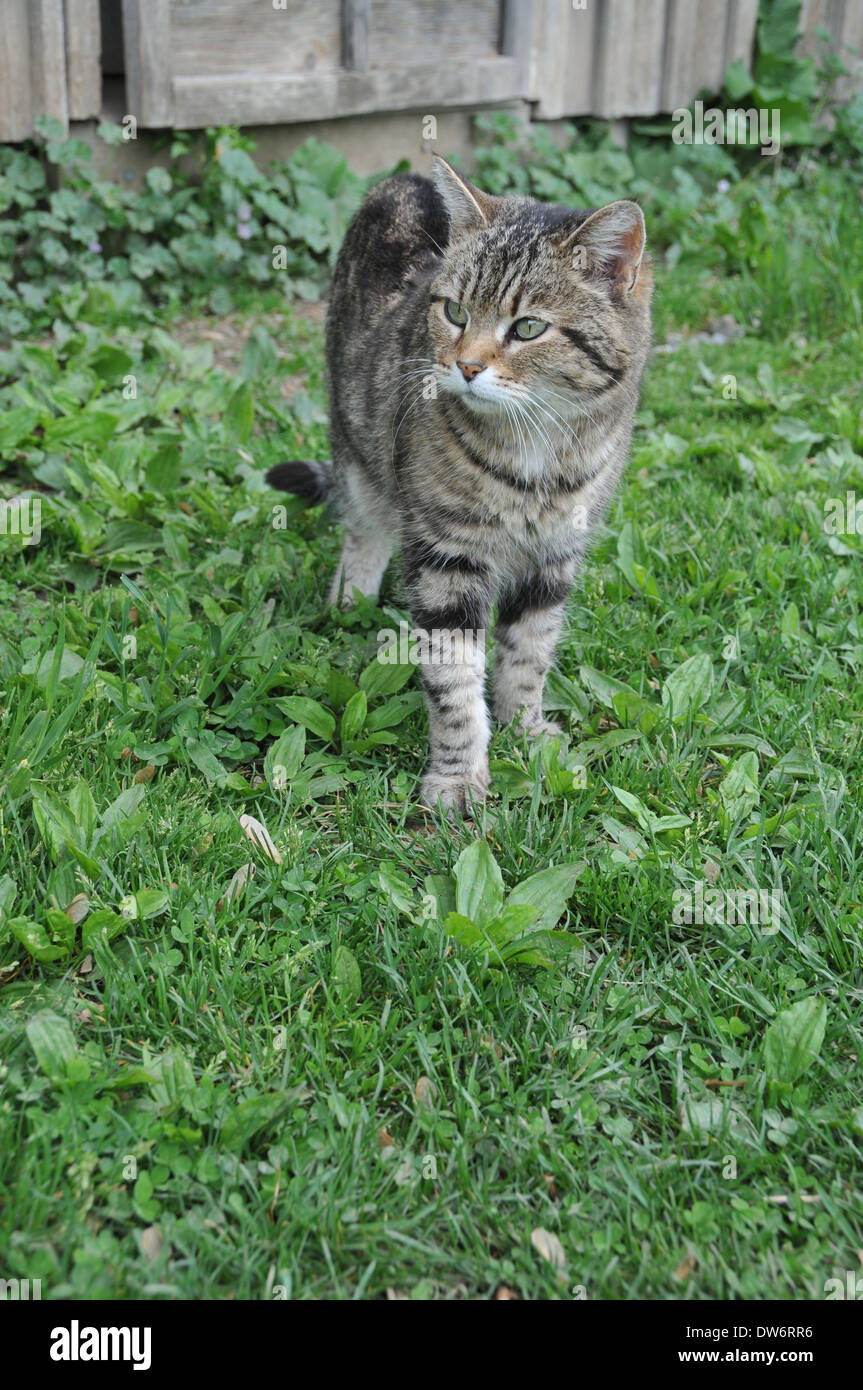 Barn Farm CAT Stock Photo - Alamy