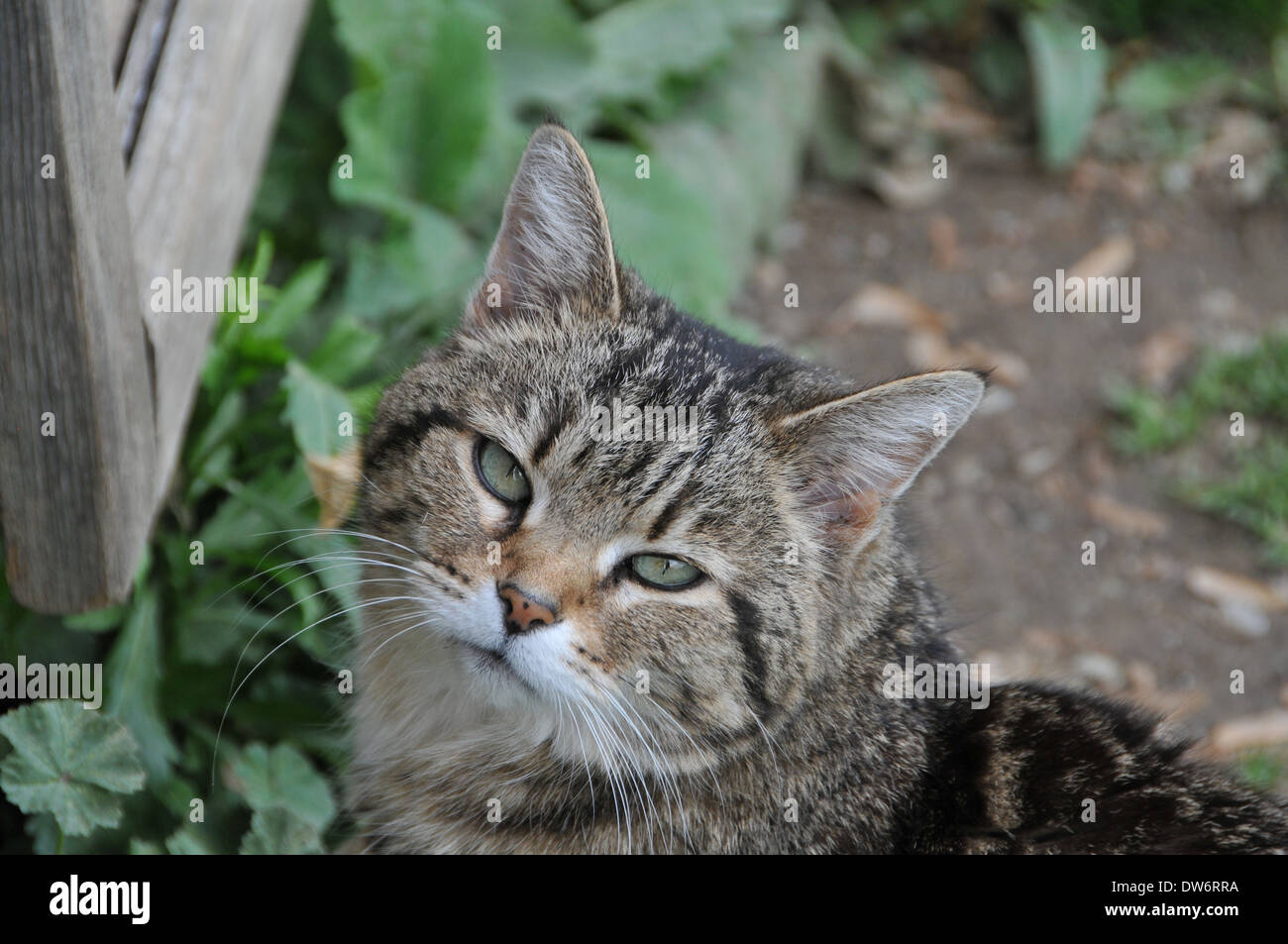 Barn Farm CAT Stock Photo - Alamy
