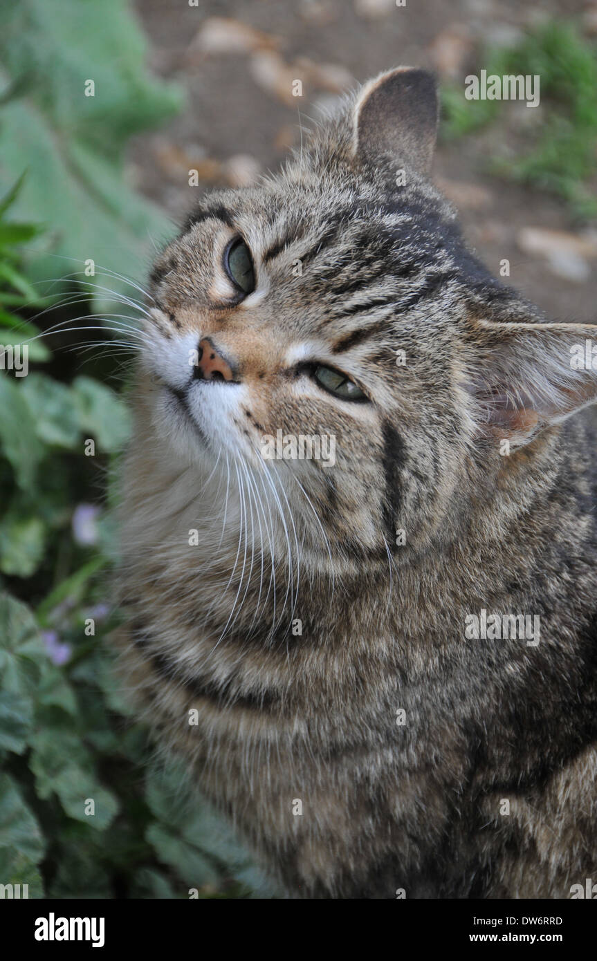 Farm Barn CAT Stock Photo - Alamy