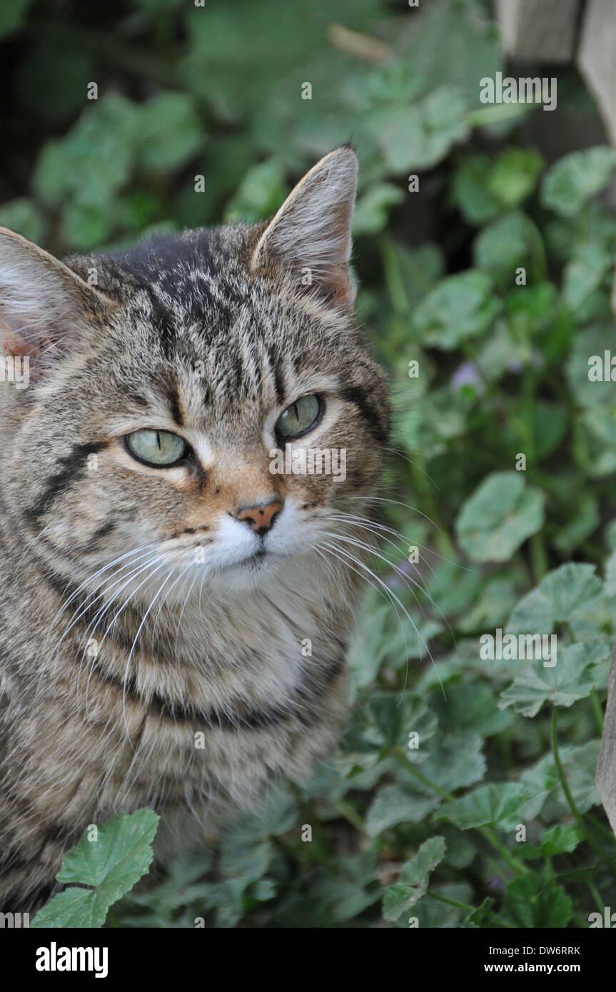 Barn Farm CAT Stock Photo - Alamy