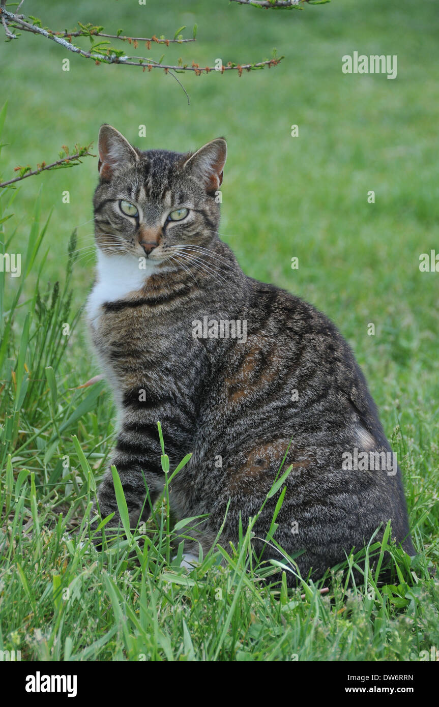 Barn Farm CAT Stock Photo - Alamy