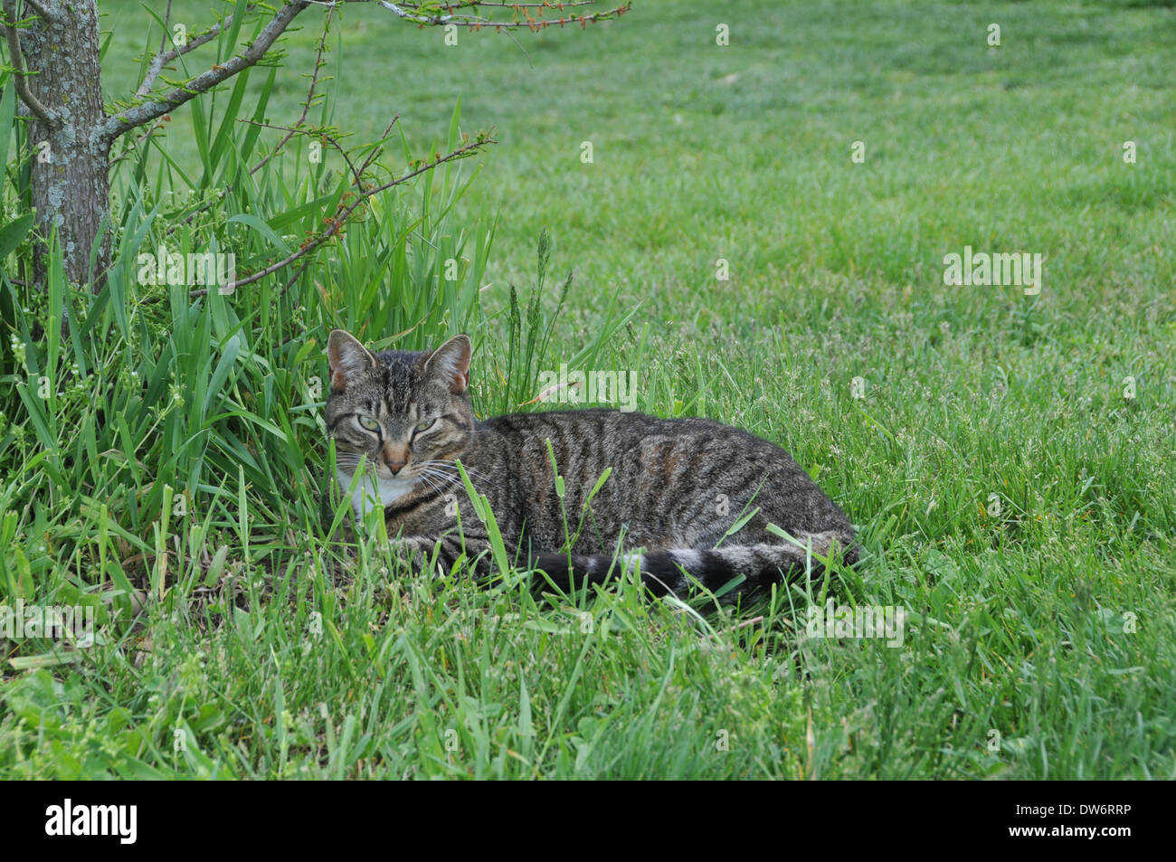 Barn Farm CAT Stock Photo - Alamy