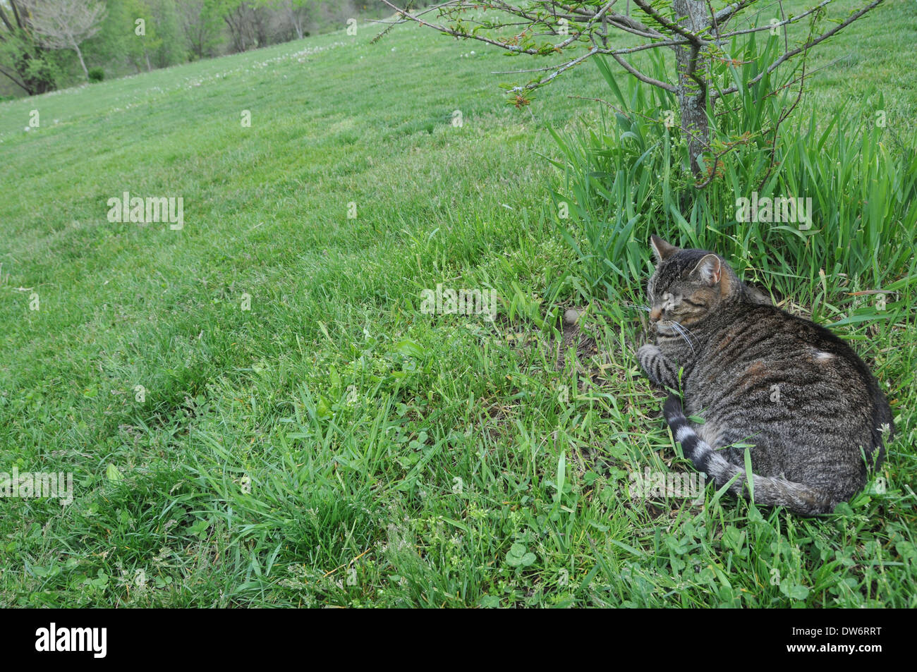 Barn Farm CAT Stock Photo - Alamy