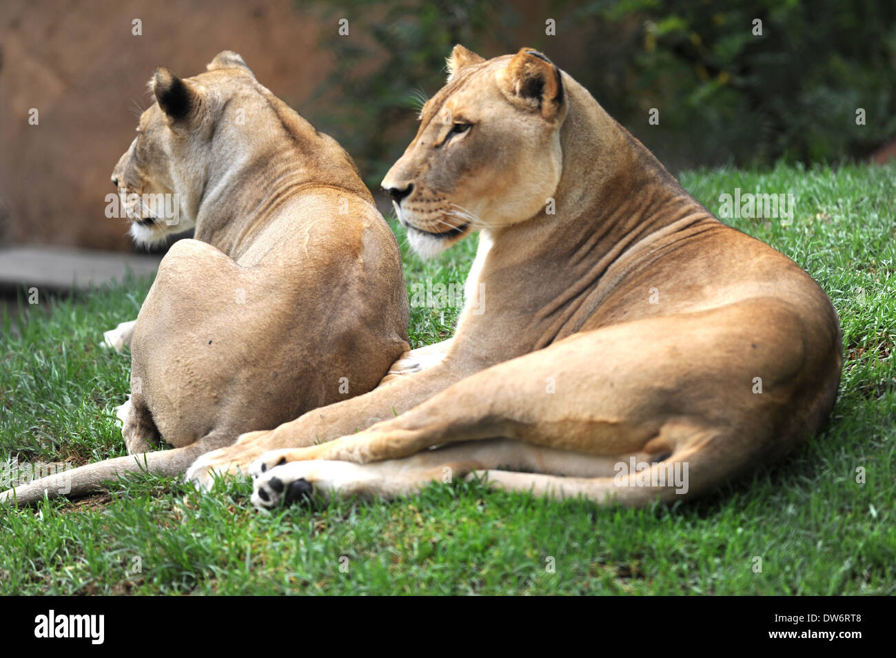 A close up shot of an African Lion Stock Photo - Alamy