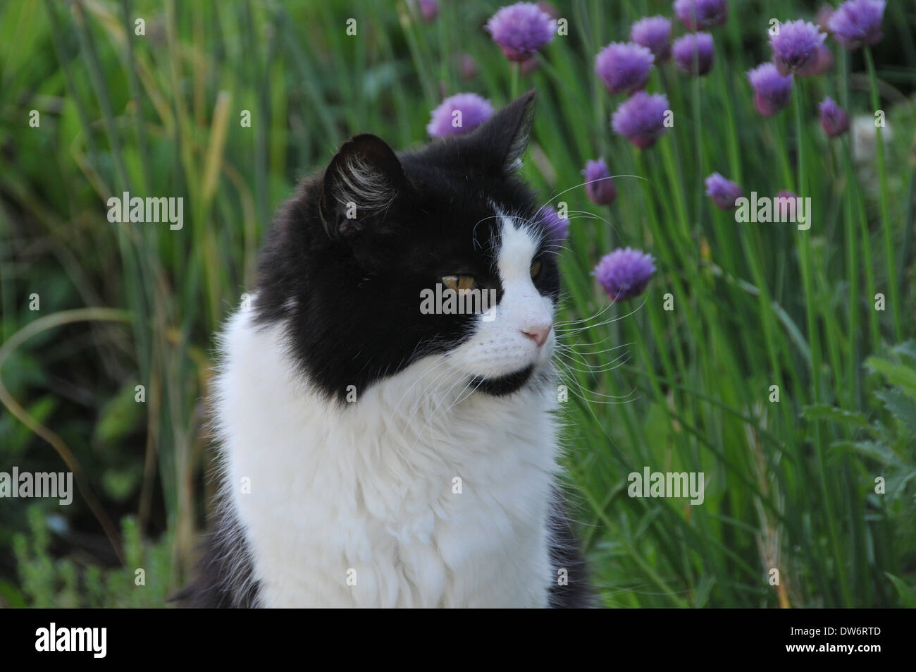Barn Farm CAT Stock Photo - Alamy