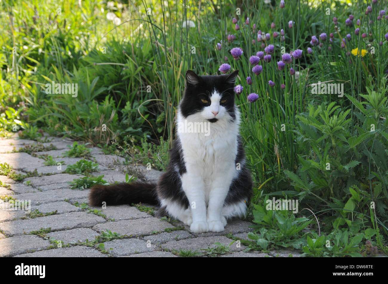Barn Farm CAT Stock Photo - Alamy