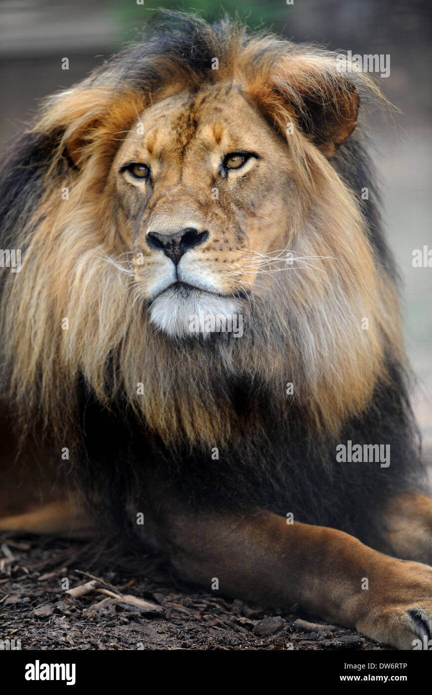 A close up shot of an African Lion Stock Photo - Alamy