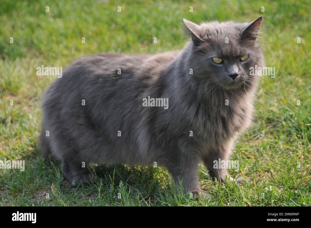 Barn Farm CAT Stock Photo - Alamy