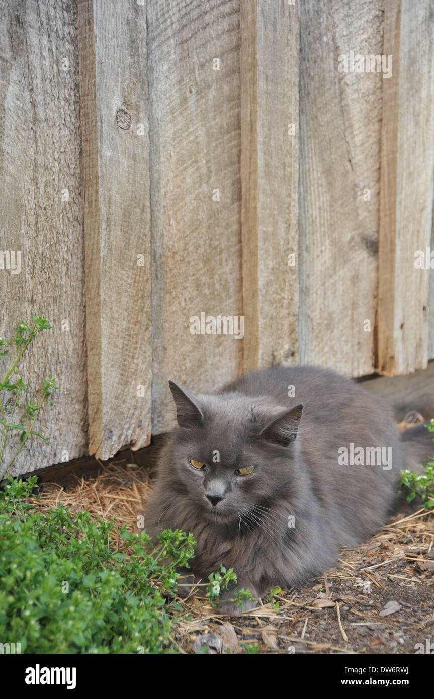 Barn Farm CAT Stock Photo - Alamy