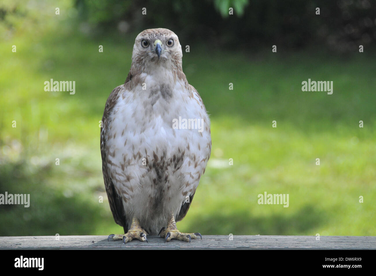 Flying eagle falcon hawk vector hi-res stock photography and images - Alamy
