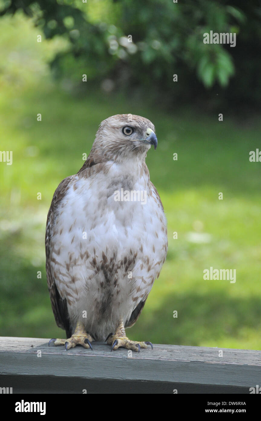 Flying eagle falcon hawk vector hi-res stock photography and images - Alamy