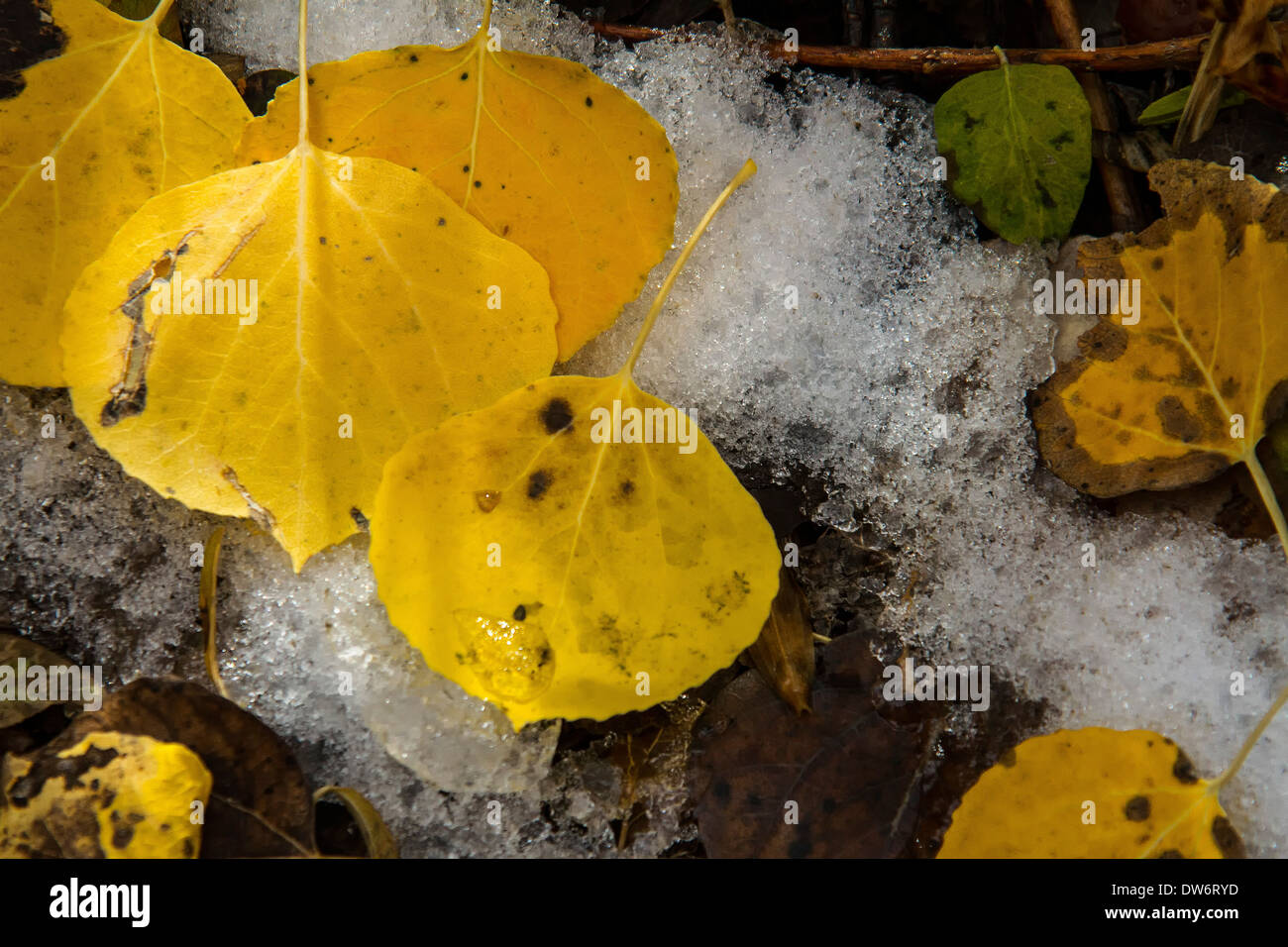 Autumn aspen leaves Stock Photo - Alamy