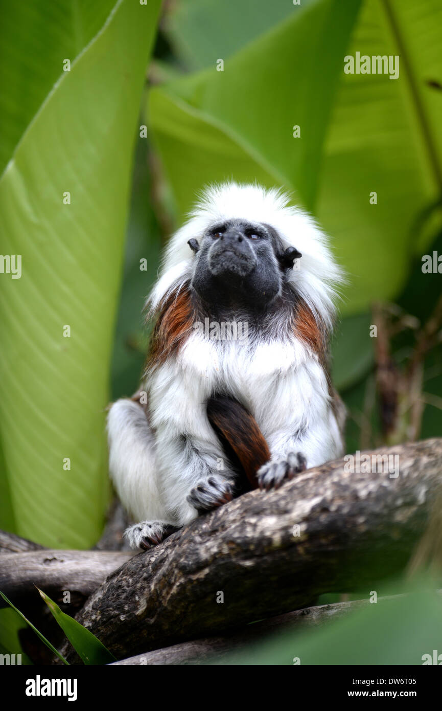 Cotton top tamarin and eating hi-res stock photography and images - Alamy