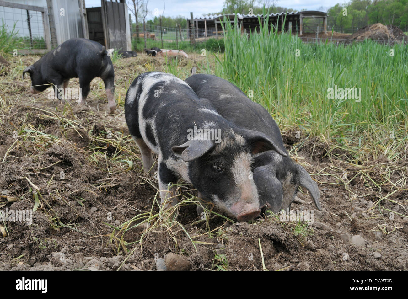 Little pigs sucking mother milk hi-res stock photography and images - Alamy