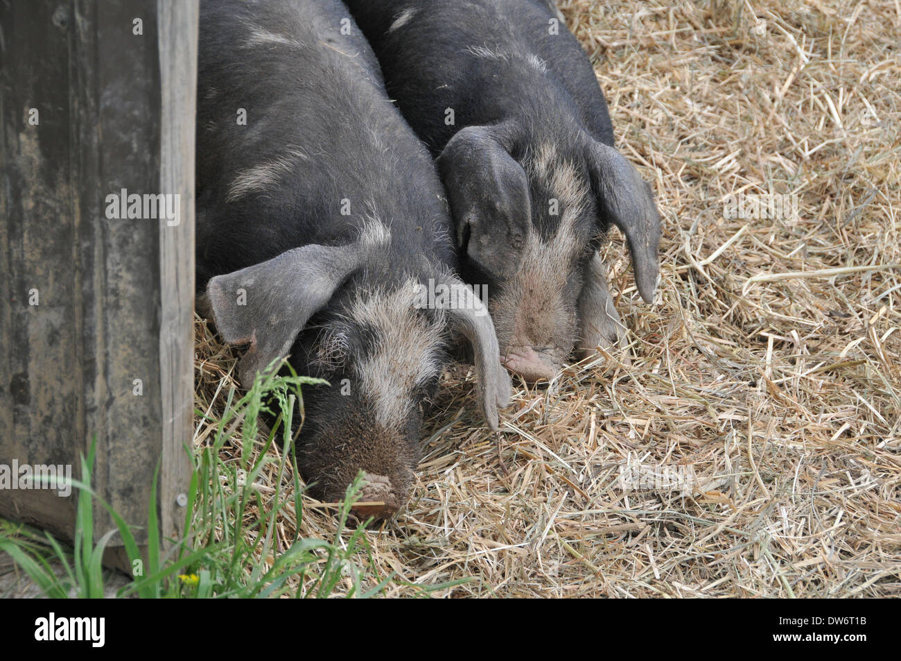 Little pigs sucking mother milk hi-res stock photography and images - Alamy