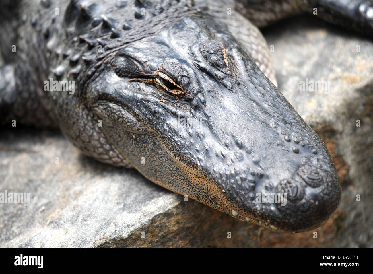 American alligator claws hi-res stock photography and images - Alamy