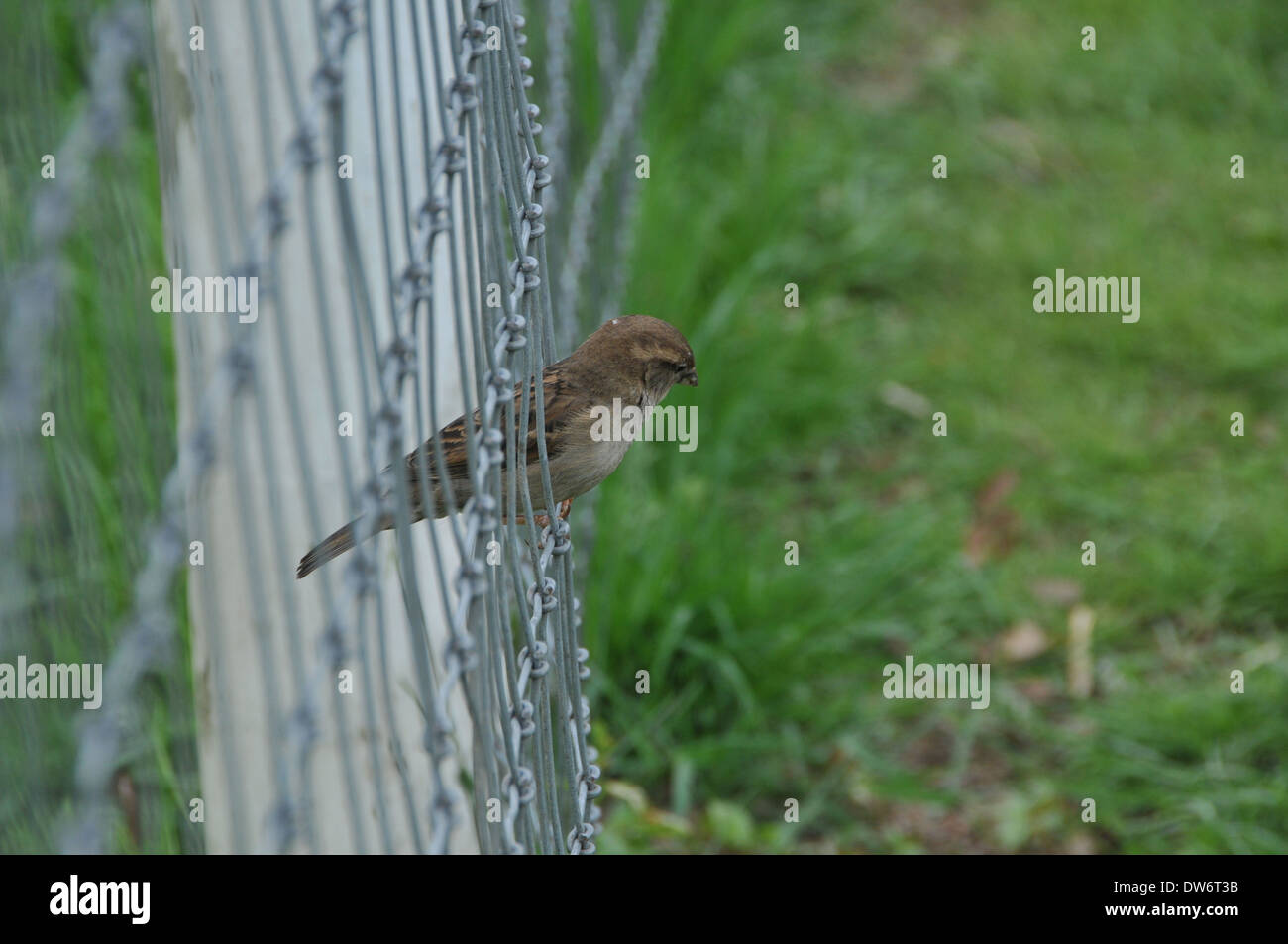 Sparrow flight illustration hi-res stock photography and images - Alamy