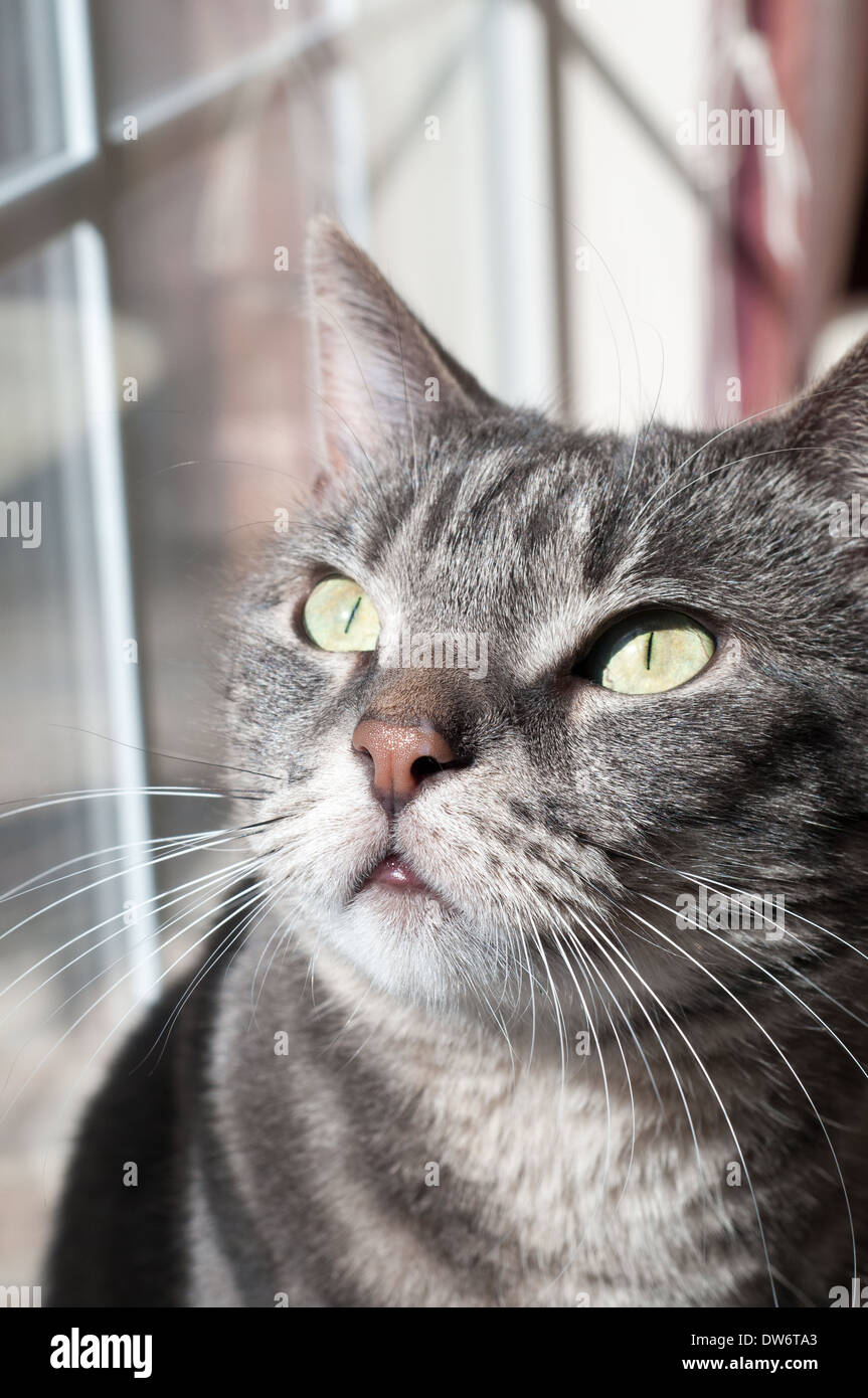 Gray cat with green eyes looking out a window Stock Photo - Alamy