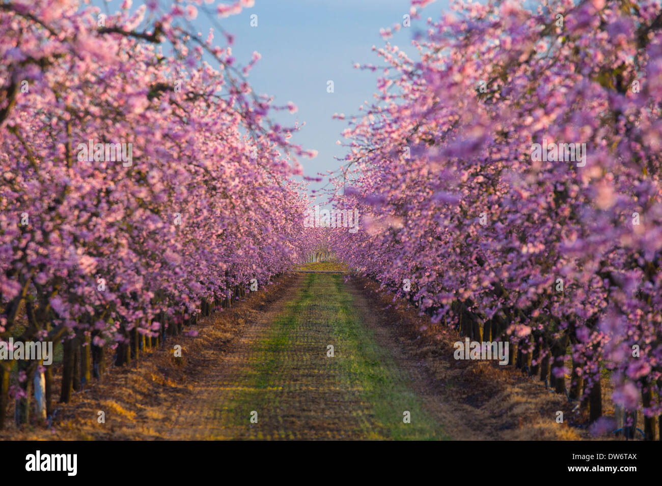 Peach orchards in bloom near Marysville, California Stock Photo - Alamy