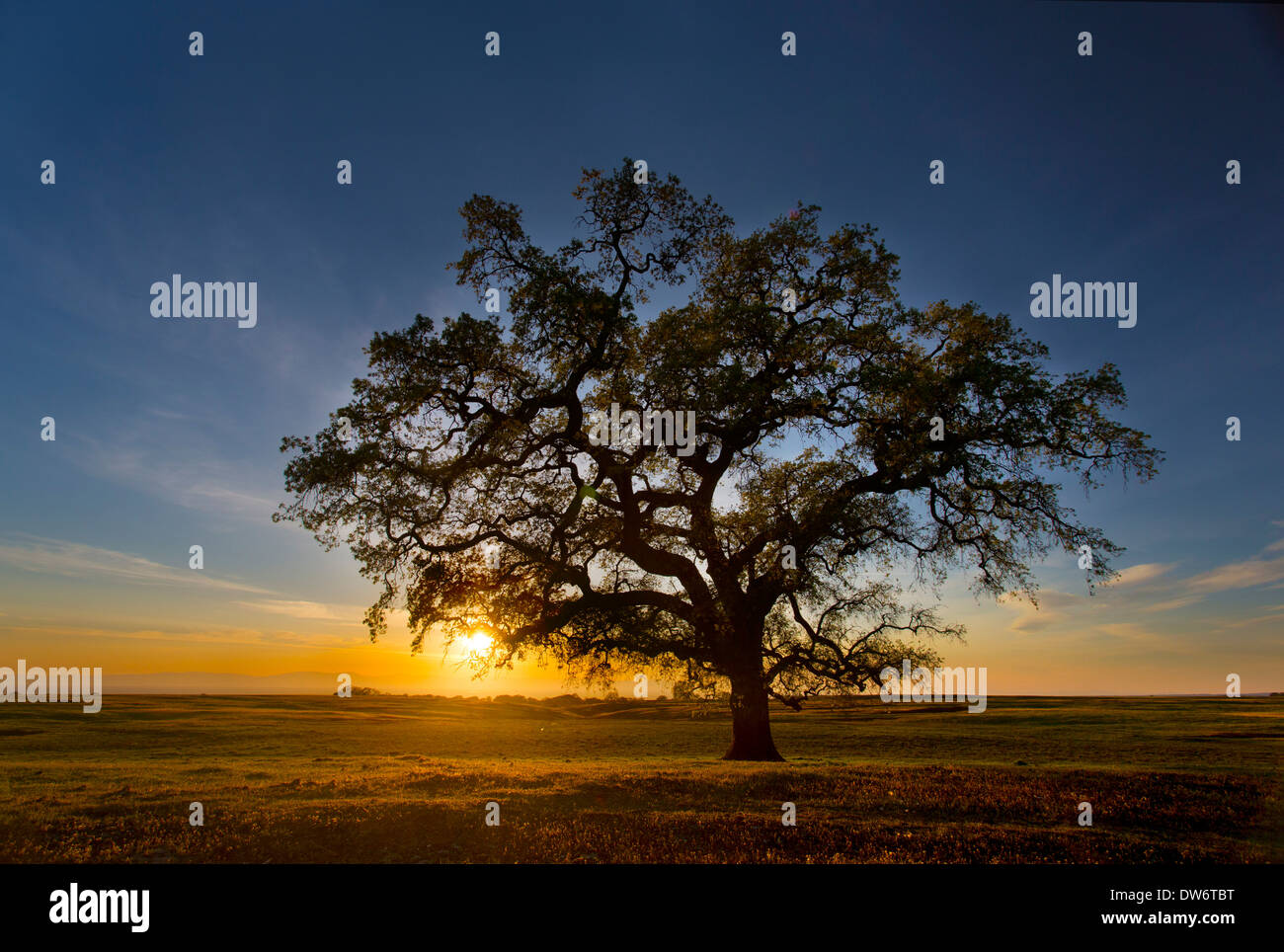 A lone oak tree at sunset Stock Photo - Alamy