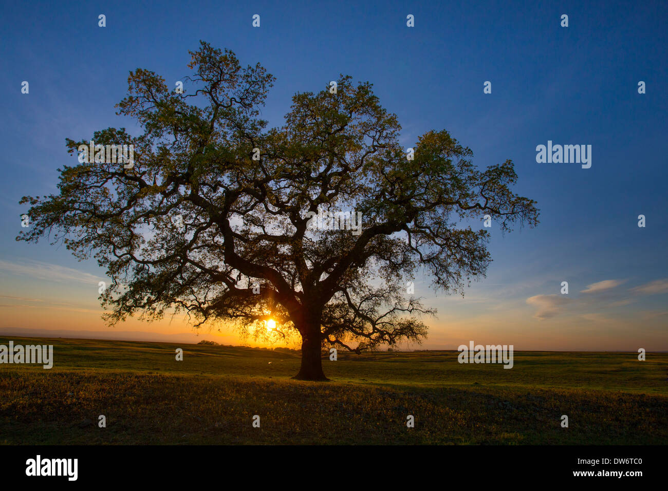 A lone oak tree at sunset Stock Photo - Alamy