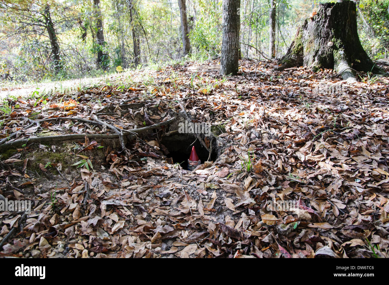 Small garden gnome hiding in a hole in the forest floor Stock Photo - Alamy