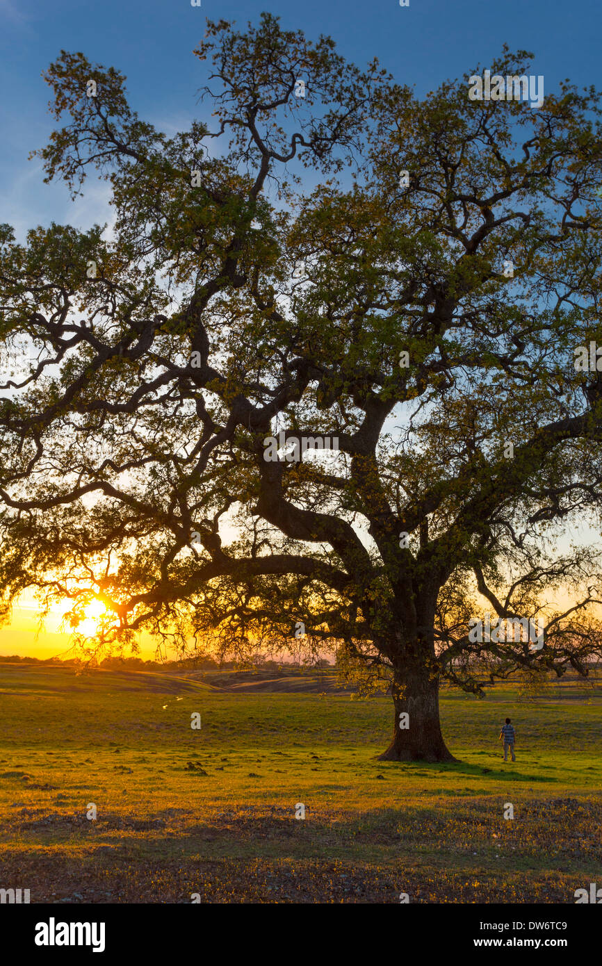 A lone oak tree at sunset Stock Photo - Alamy