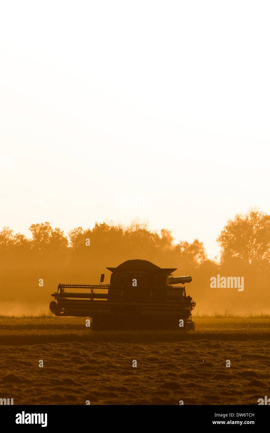 Rice harvesting in the late afternoon in the Sacramento Valley of ...