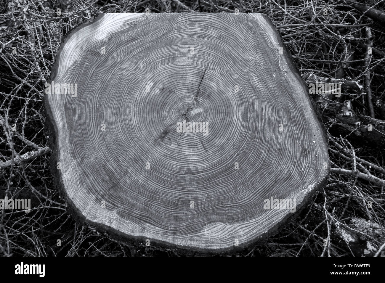 Tree Rings in Mono Stock Photo - Alamy
