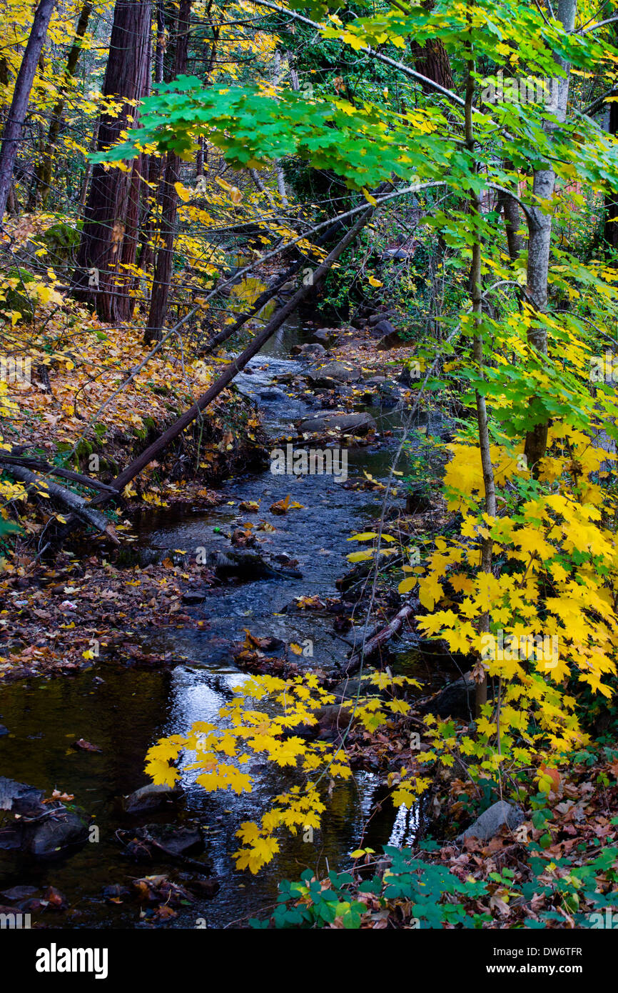 Fall colors in Nevada City, California Stock Photo - Alamy