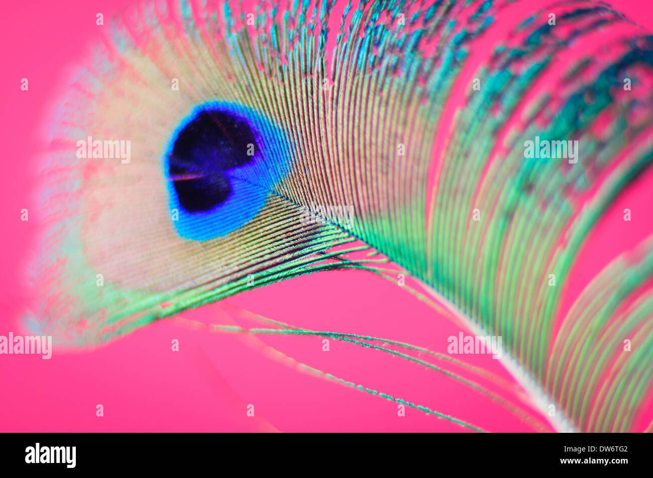 A red peacock hi-res stock photography and images - Alamy