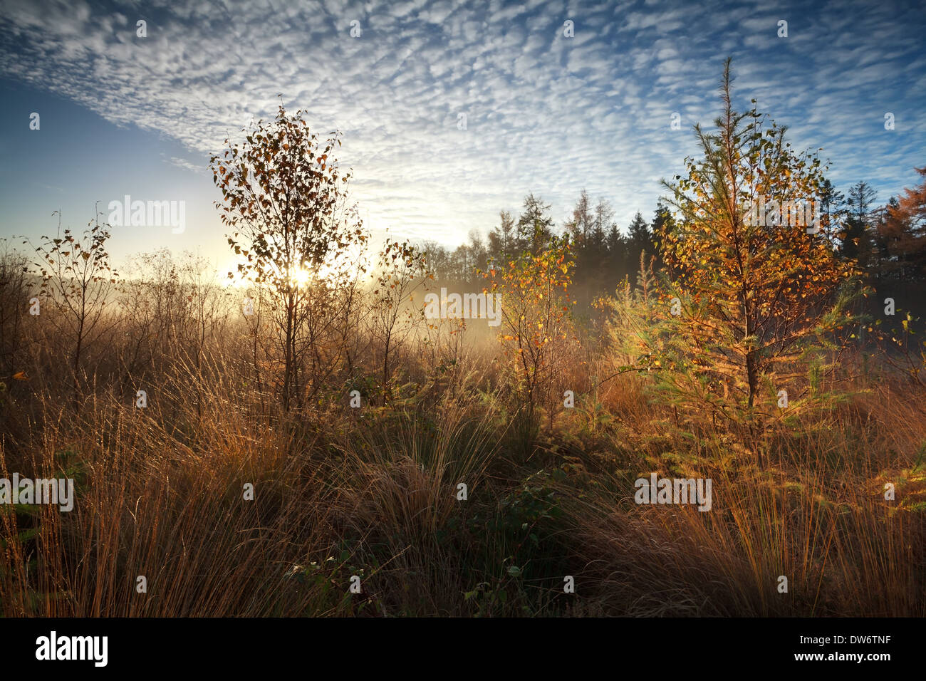 gold morning sunshine over misty marsh with trees in autumn Stock Photo ...