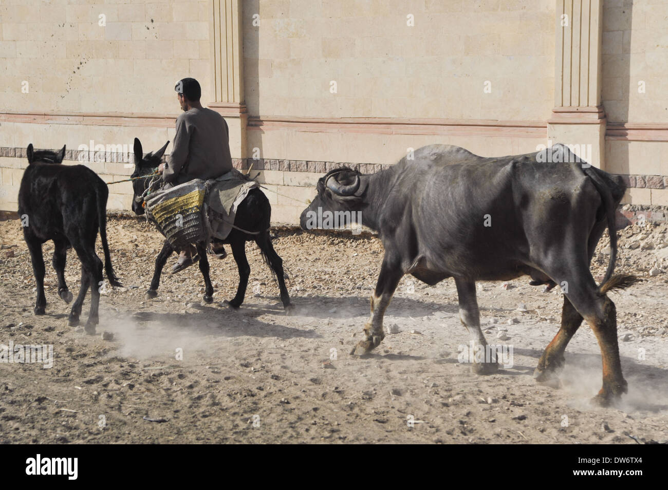 GIZA 23 Nov 08: A man riding his donkey with a calf and ox in tow - on ...