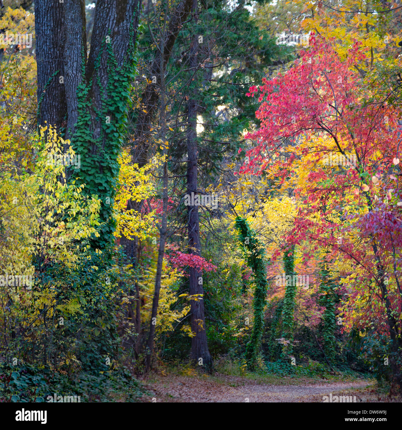Fall colors explode in Bidwell Park in Chico, California Stock Photo ...