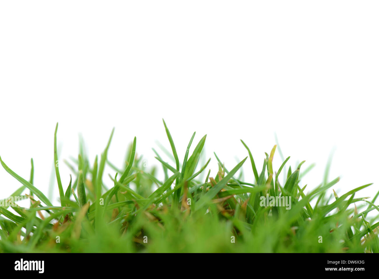 grass isolated on white Stock Photo - Alamy